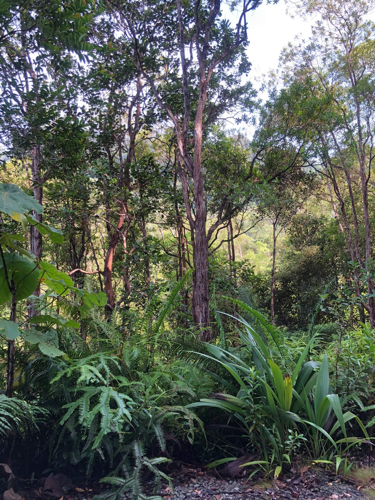 Gunung Matang, Lokasi Terbaru Untuk Hiking Santai Sambil Lihat Kuil Ala ...