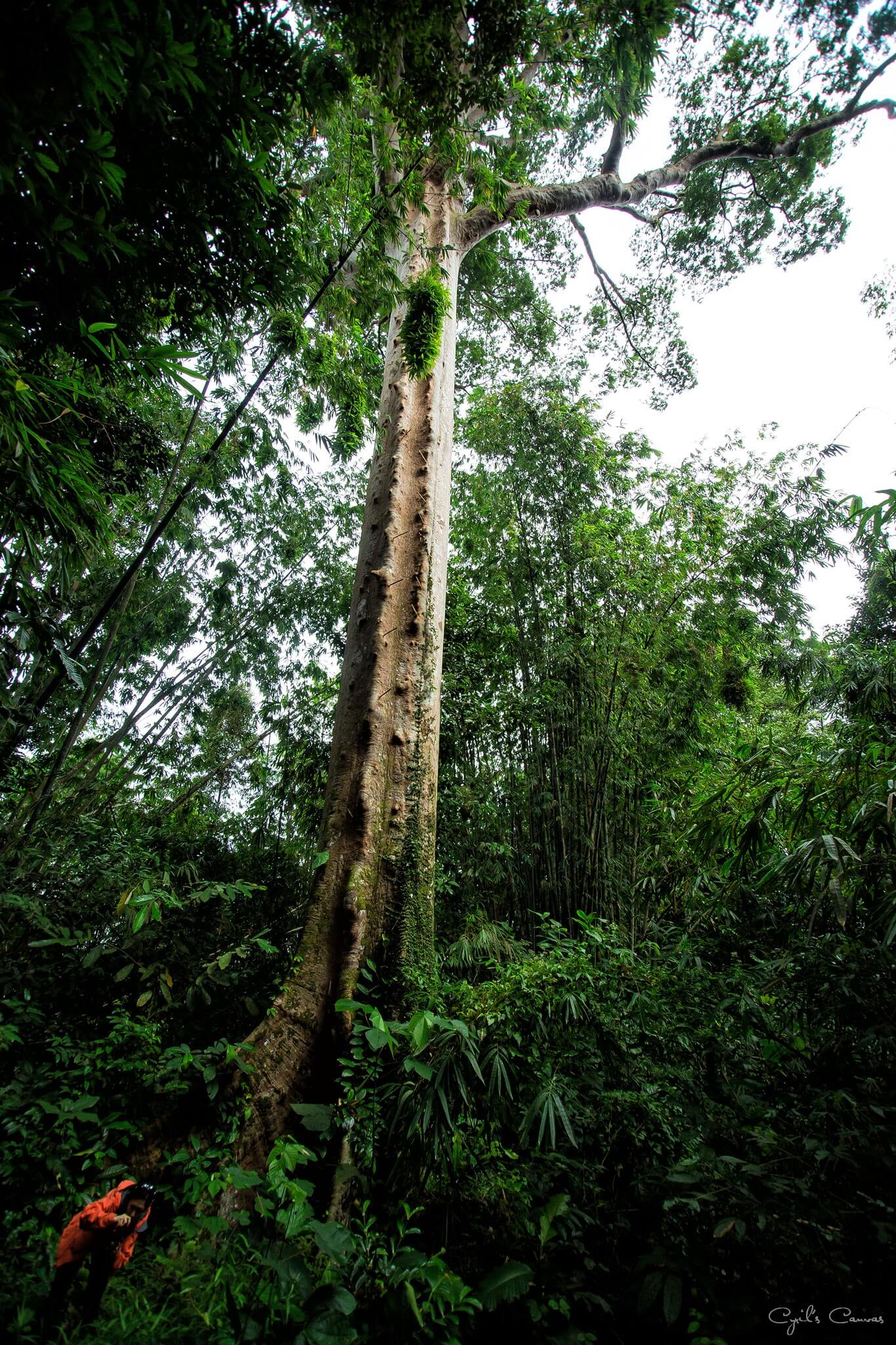 Cerita Di Sebalik Banjaran Bengoh, Hidden Gem Umpama Jurassic World Di ...