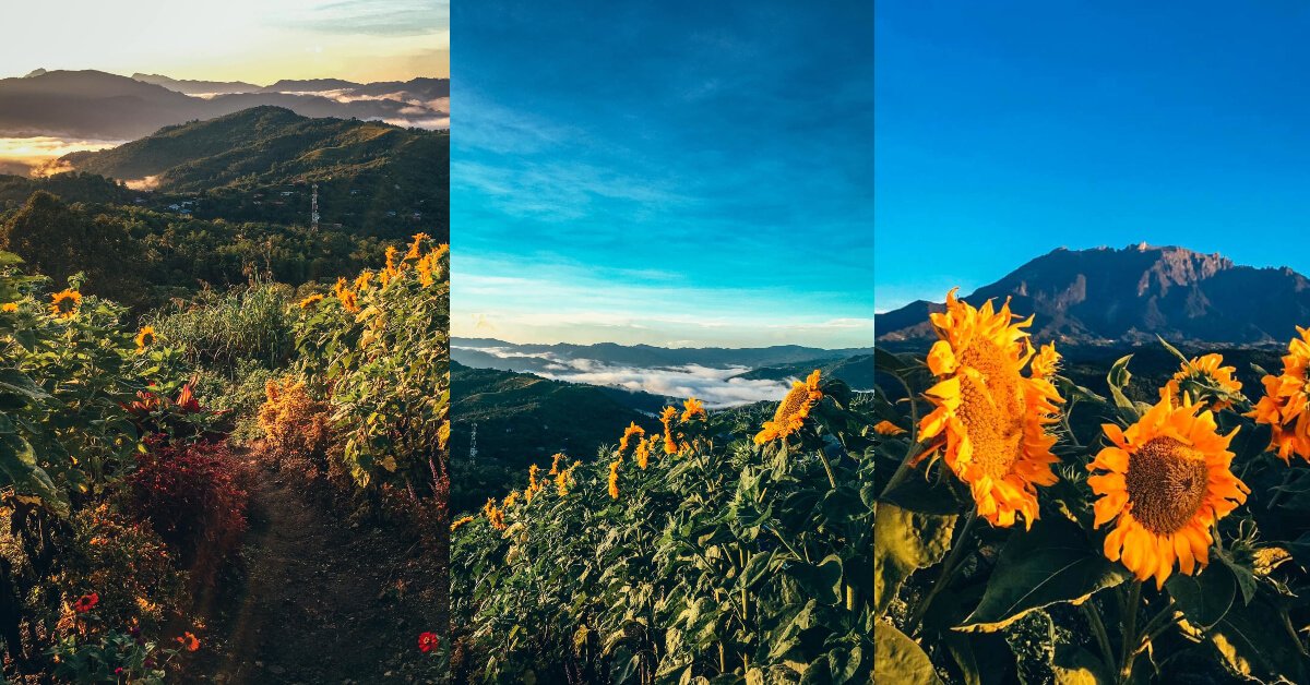 Lihat Pemandangan 2-In-1 Sunrise Dan Bunga Matahari Atas Bukit Kimondou ...