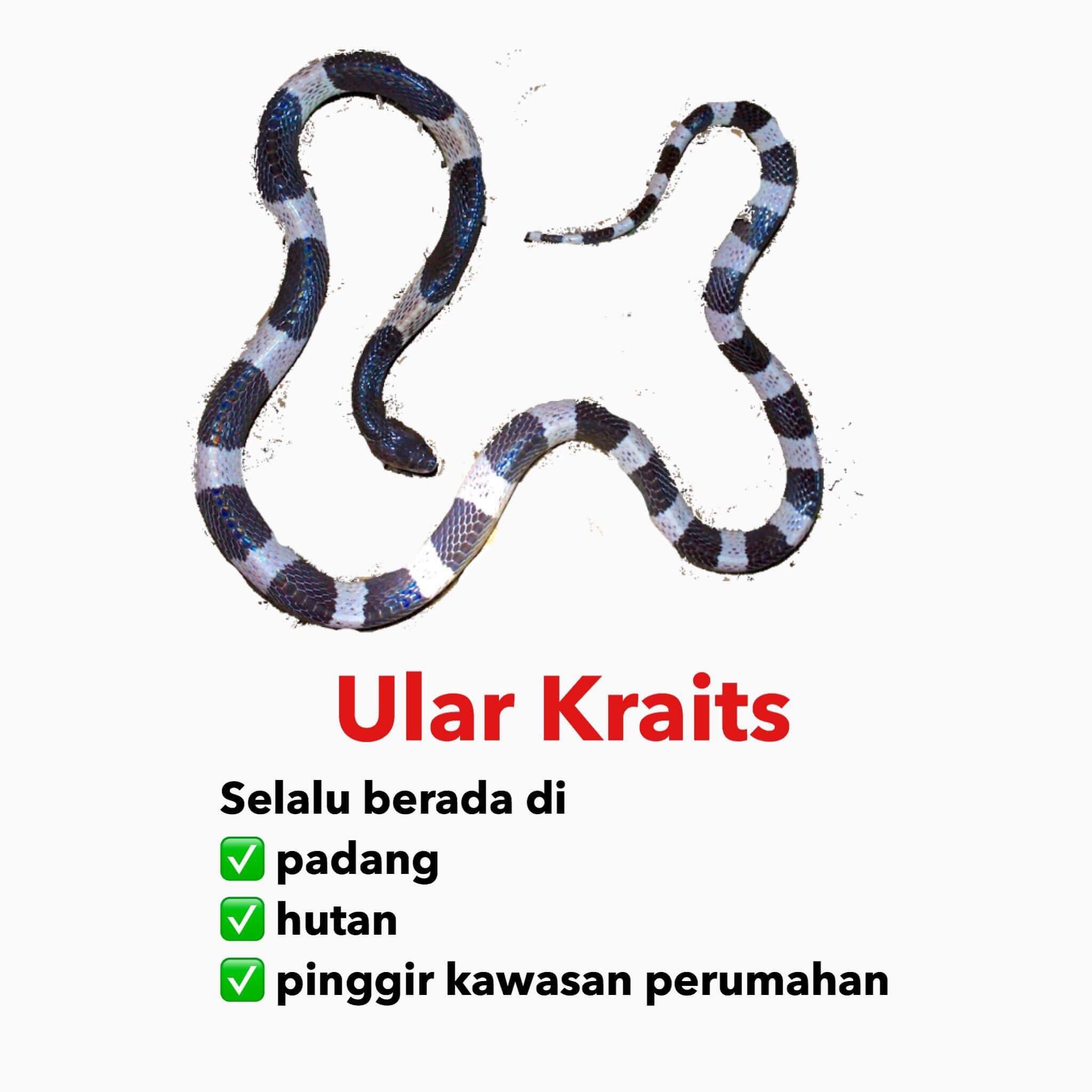 Ketahui Jenis Ular Berbisa Sering Ditemui Di Malaysia Ketahui Jenis Ular Berbisa Sering Ditemui Di Malaysia