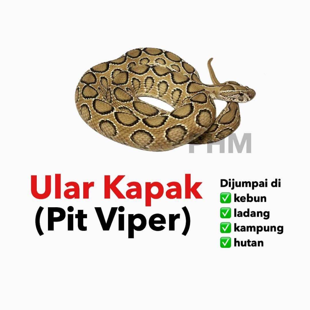 Ketahui Jenis Ular Berbisa Sering Ditemui Di Malaysia Ketahui Jenis Ular Berbisa Sering Ditemui Di Malaysia