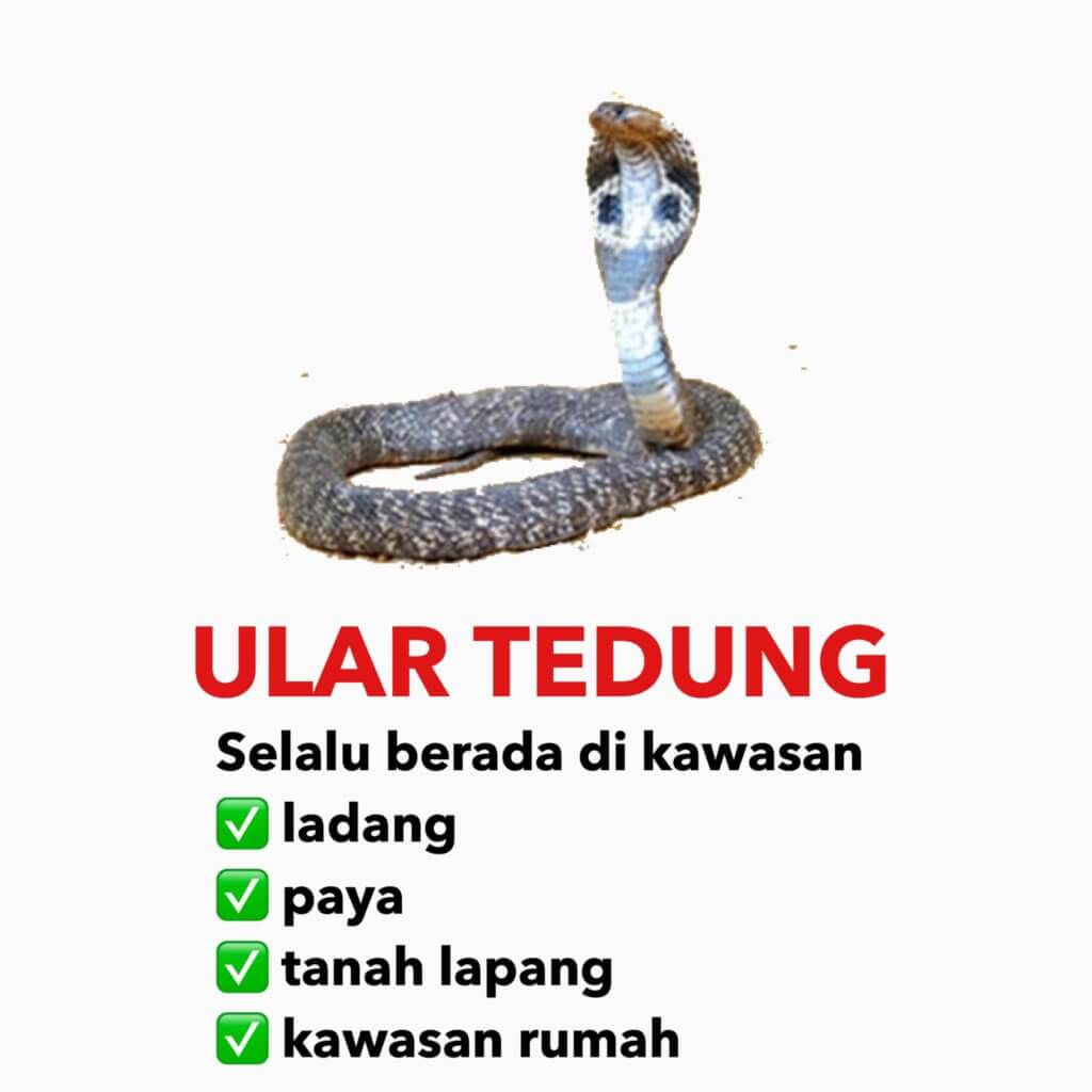 Ketahui Jenis Ular Berbisa Sering Ditemui Di Malaysia Ketahui Jenis Ular Berbisa Sering Ditemui Di Malaysia