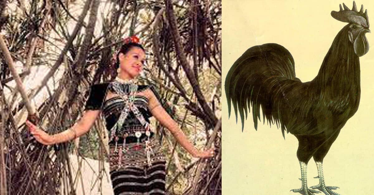 Lagenda Ayam Jantan Sakti Nunuk Ragang, Ketahui Mitos Asal Usul Kaum ...