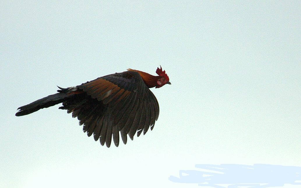 Lagenda Ayam Jantan Sakti Nunuk Ragang, Ketahui Mitos Asal Usul Kaum ...