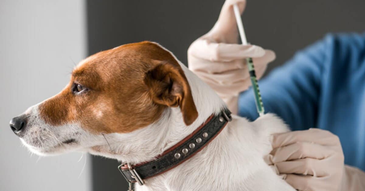 Dapatkan Vaksin Anti-Rabies Secara Percuma Mulai Hari Ini Di Limbang