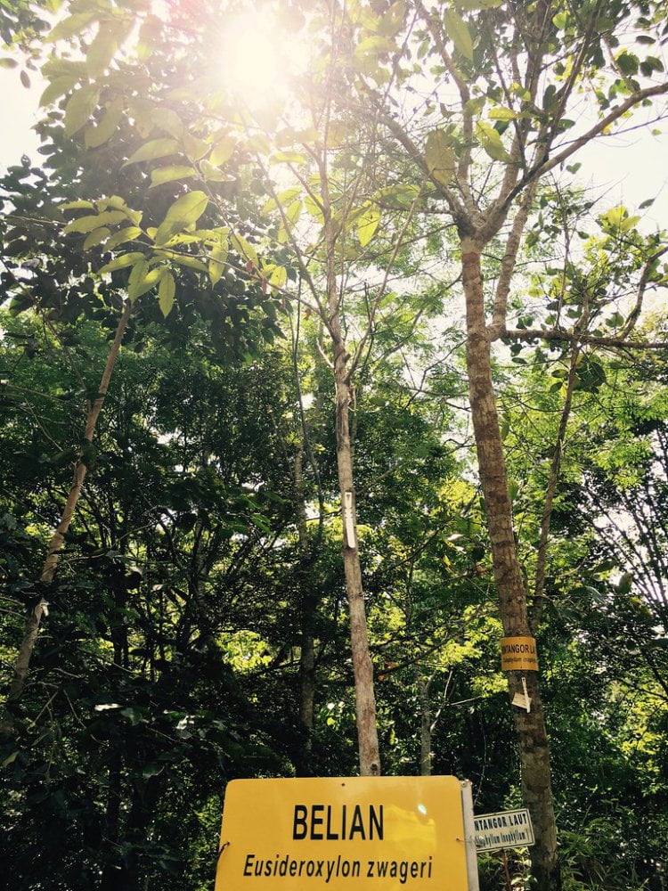 Dikenali Sebagai Borneo Ironwood, Ini Adalah Pokok Belian Yang ...