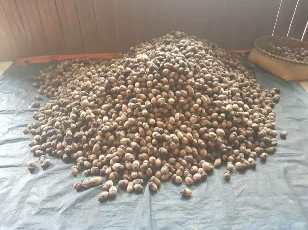 Boleh Menghasilkan Mentega Bebas Tenusu, Kenali Buah Engkabang Yang ...