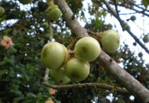 Digelar Avocado Malaysia, Kenali Buah Engkalak Yang Hanya Terdapat Di ...