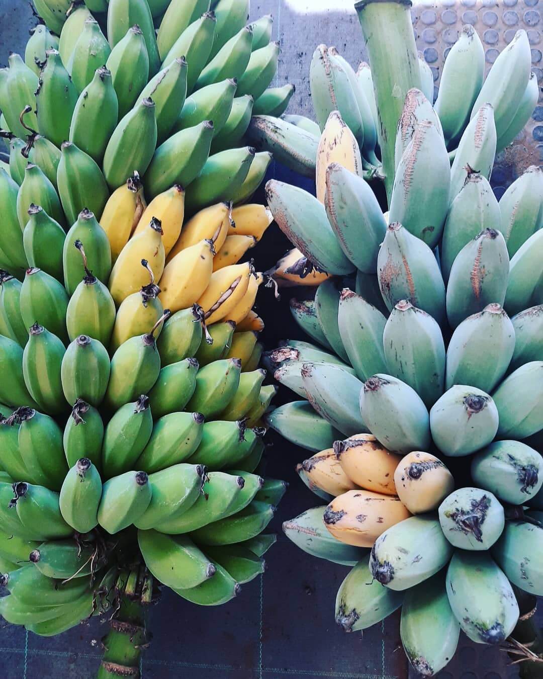 Pisang Warna Biru? Ketahui Pisang Blue Java Yang Dikatakan Berperisa ...