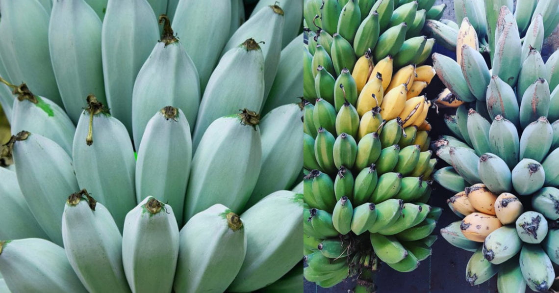 Pisang Warna Biru? Ketahui Pisang Blue Java Yang Dikatakan Berperisa ...
