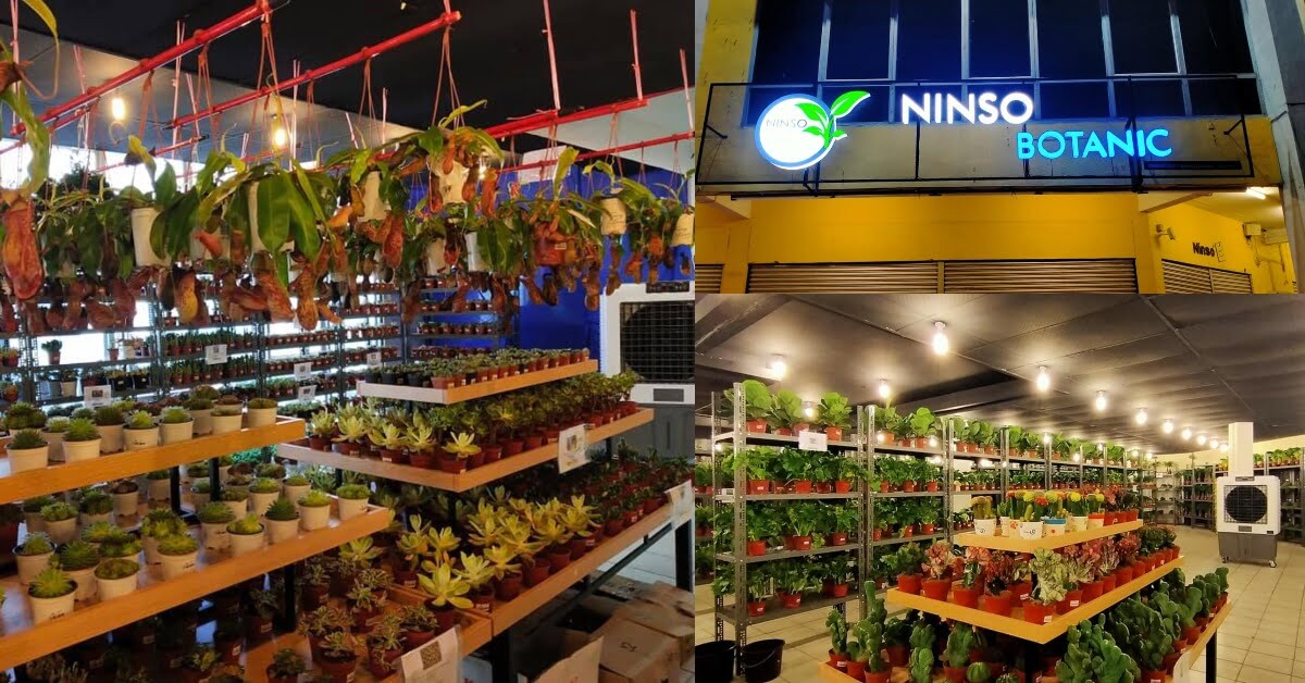 'Racun' Buat Pencinta Bunga Dan Tumbuhan, Kedai Ninso Botanic Sudah ...