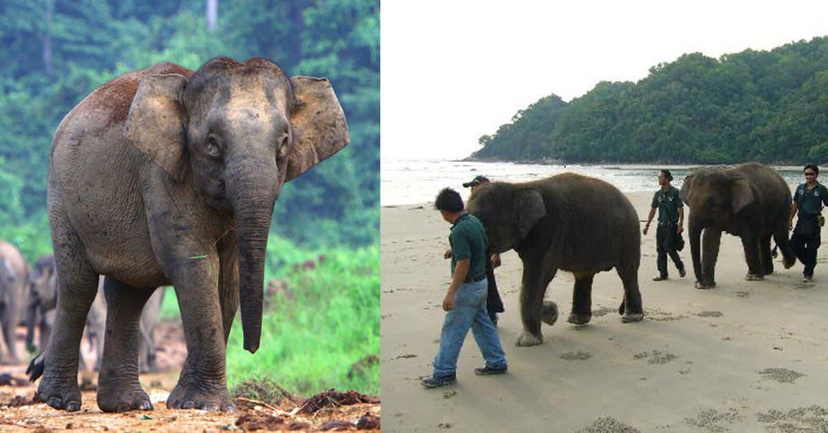 Subspesies Gajah Terkecil Di Dunia Kenali Gajah Borneo Pygmy Yang Semakin Terancam