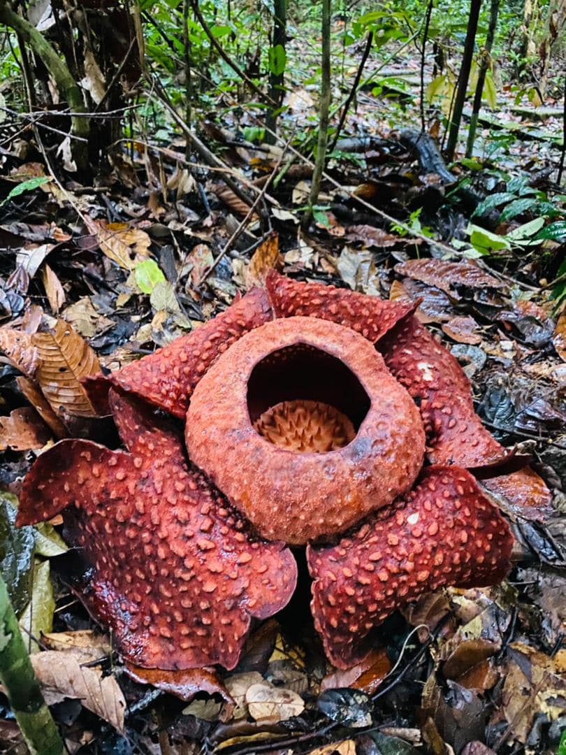 Rafflesia Resort, Hidden Gem Di Lundu Yang Menawarkan Percutian Tenang ...