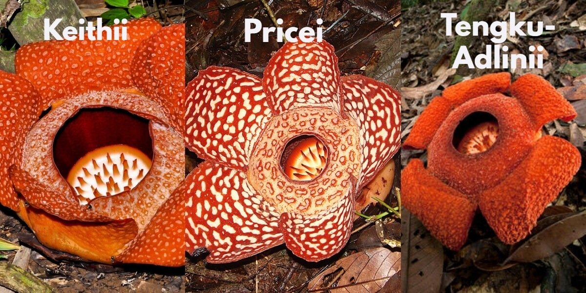 4 Kuntum Bunga Rafflesia Keithii Ditemui, Jom ke Poring Sabah Untuk ...