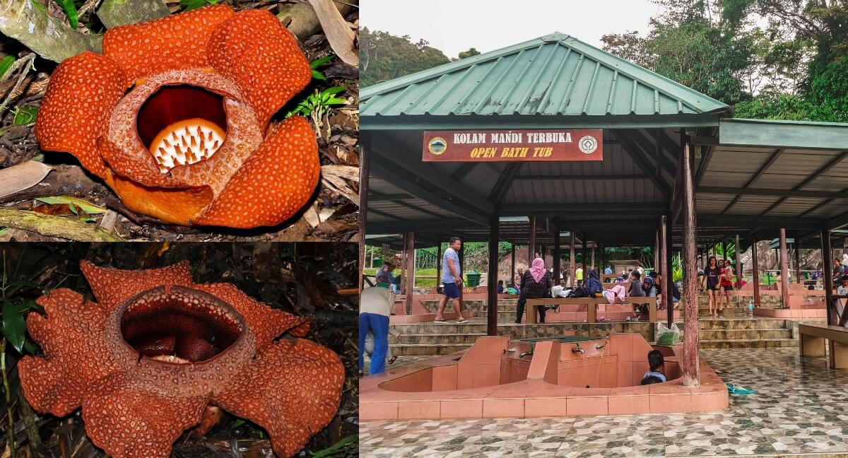 4 Kuntum Bunga Rafflesia Keithii Ditemui, Jom ke Poring Sabah Untuk ...