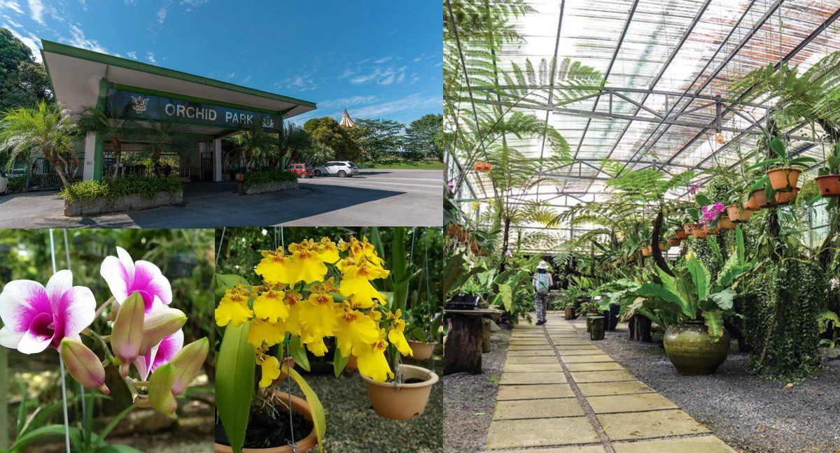 Dikenali Sebagai Bunga Rasmi Negeri Sarawak, Jom Lihat Orkid Normah Di ...