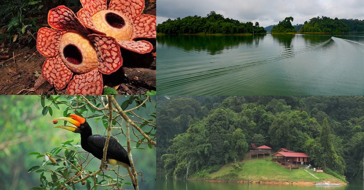 Ada Burung Enggang, Rafflesia, Pokok Belian, Terokai Hutan Royal Belum ...