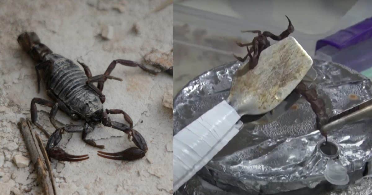 Ladang Kala Jengking Di Turki Ini Kumpul Racun Araknid Bernilai RM44 ...