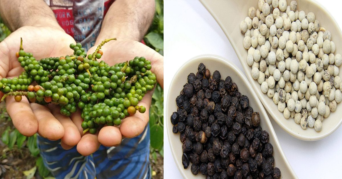 Dianggap Antara Yang Terbaik Di Dunia, Ini 5 Fakta Menarik Tentang Lada ...