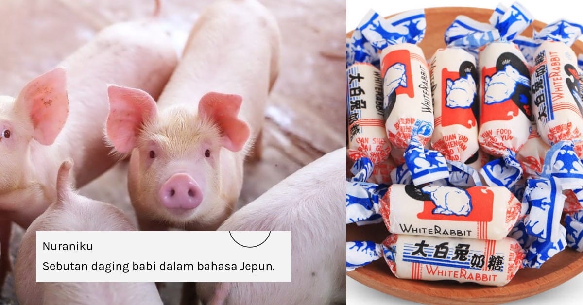 Kenali Pelbagai Nama Mewakili Babi Untuk Elak Kekeliruan Terutama Dalam ...