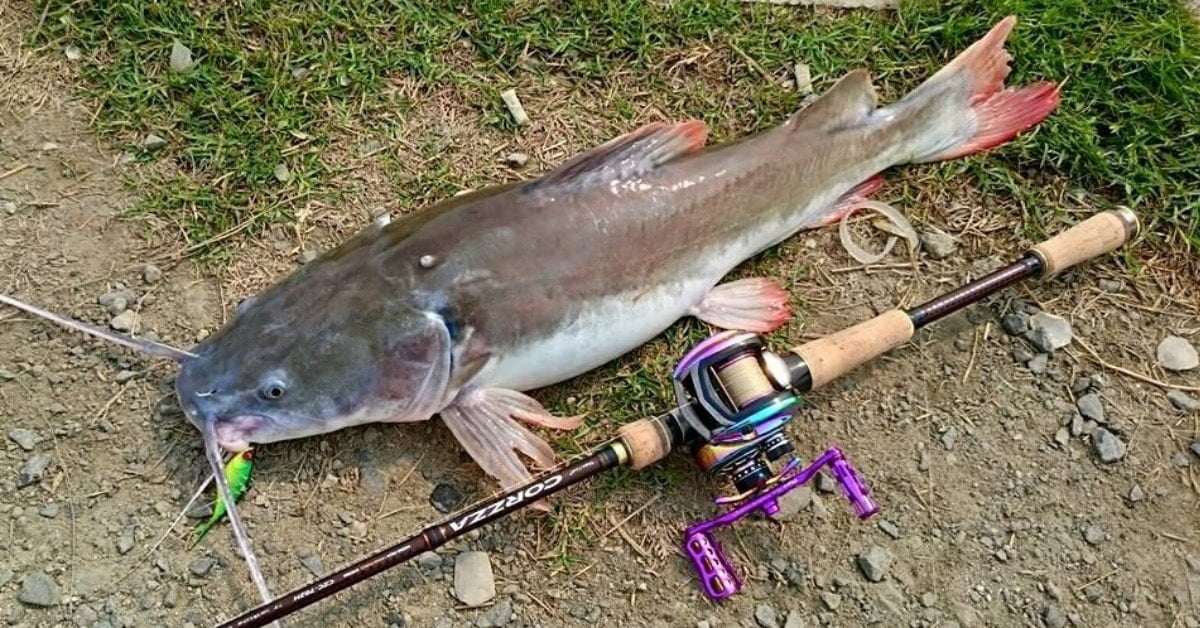 Species Pati, Ketahui Punca Bahaya Baung Ekor Merah Untuk Ekosistem Kita