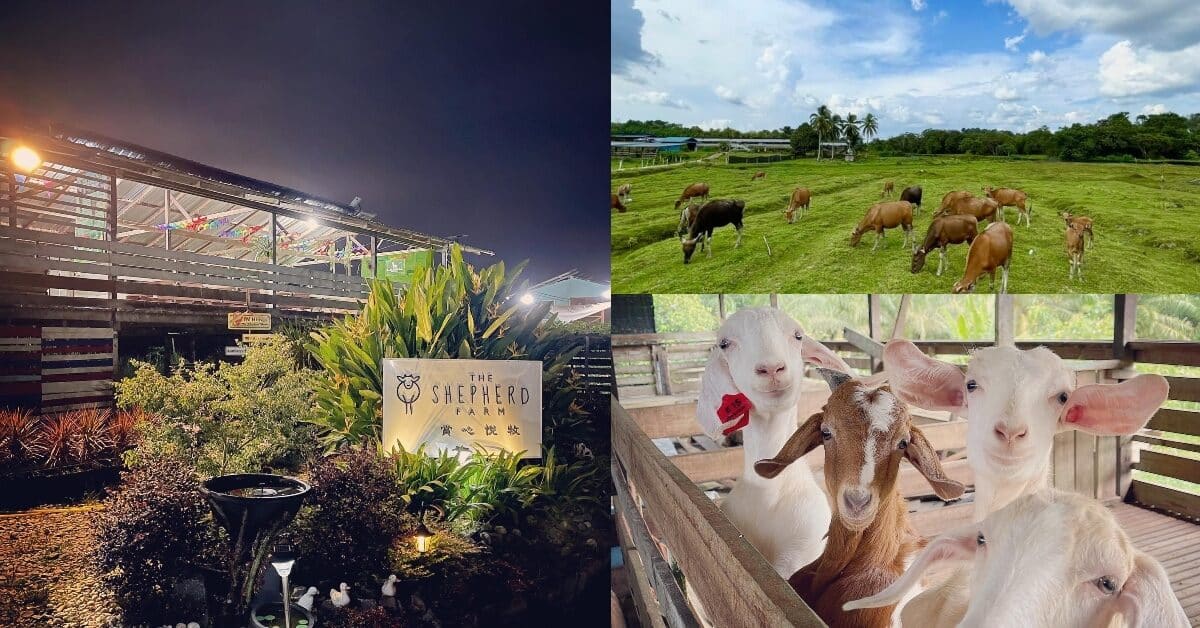 Tarikan Baru The Shepherd Farm Sarikei Ini Macam Ala-Ala Desa Dairy ...