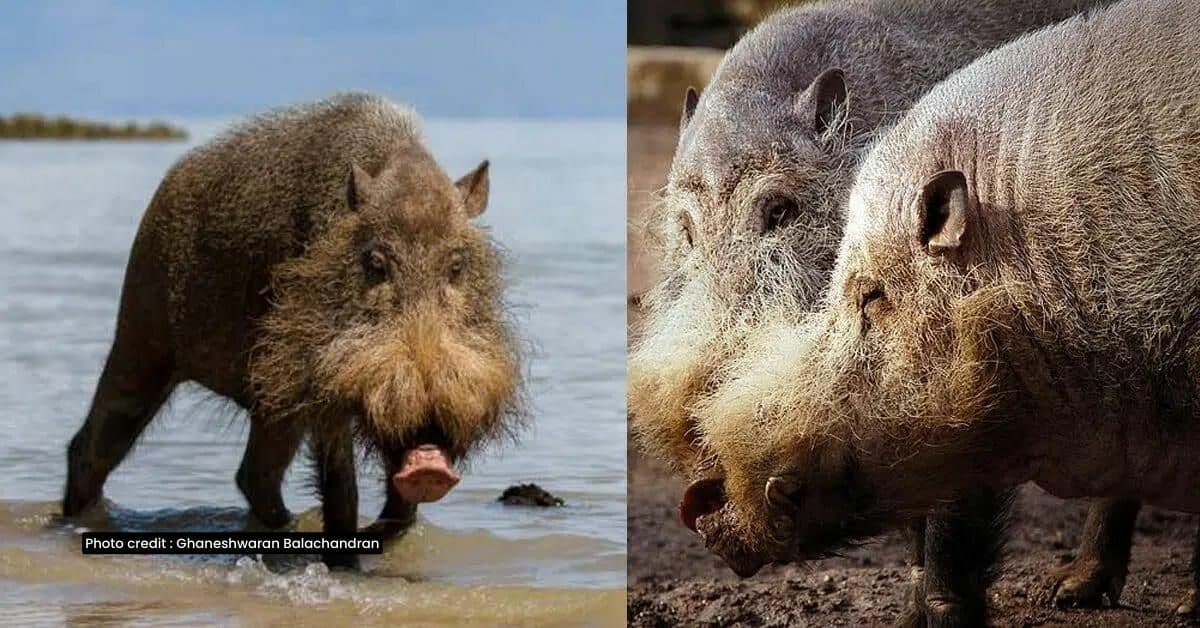 Digelar Haiwan 'Terhodoh' Dunia, Babi Berjanggut Ini Ditemui Di Pulau Borneo