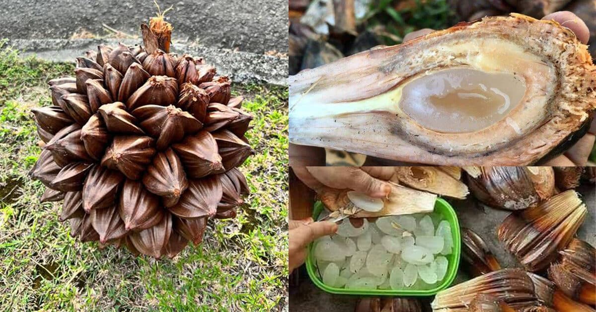 Selain Menghasilkan Gula Apong, Isi Buah Pokok Nipah Juga Amat Unik Dan ...