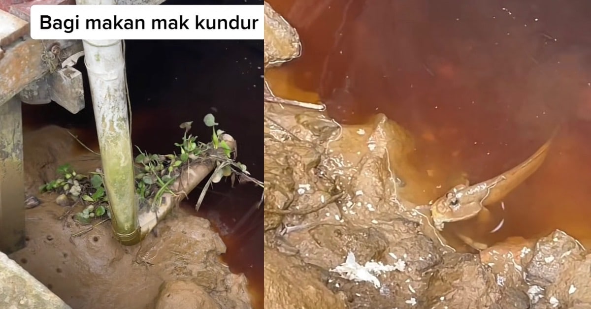 Tular Video Wanita Sarawak Panggil Ikan Tembakul Tepi Sungai Dengan ...