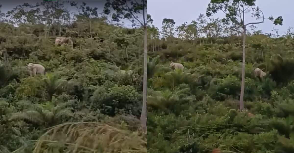 Orang Asli Percaya Kejadian Gajah Naik Bukit Petanda Bencana Alam Akan ... Orang Asli Percaya Kejadian Gajah Naik Bukit Petanda Bencana Alam Akan ...