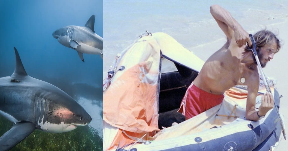 Rakit Dikelilingi Ikan Jerung, Ketahui Bagaimana Lelaki Ini Bertahan ...