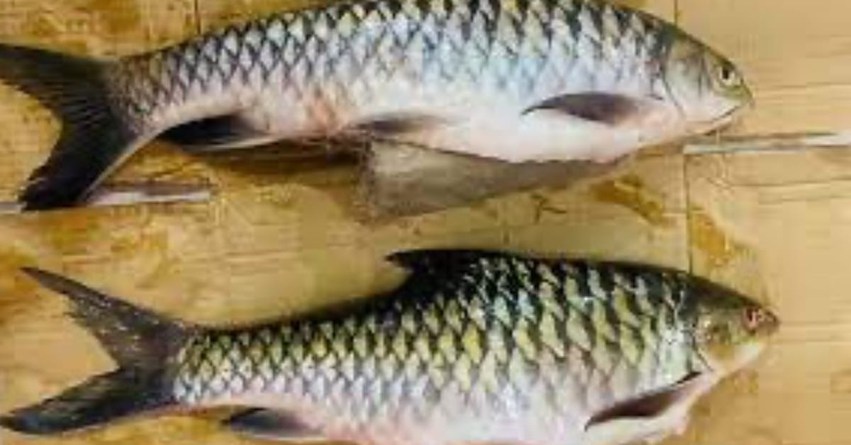 Kenali Ikan Semah, Ikan Rasmi Sarawak Dan Ikan Alternatif Kepada Ikan ...