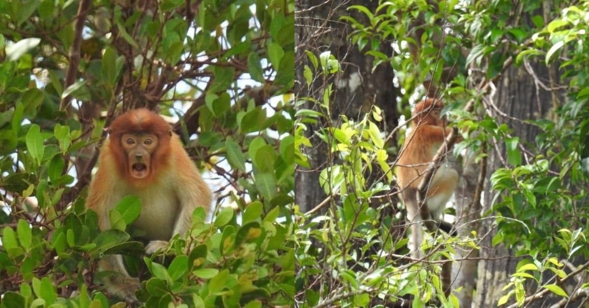 Taman Negara Maludam, Destinasi Wajib Dikunjungi Untuk Terokai Hutan ...