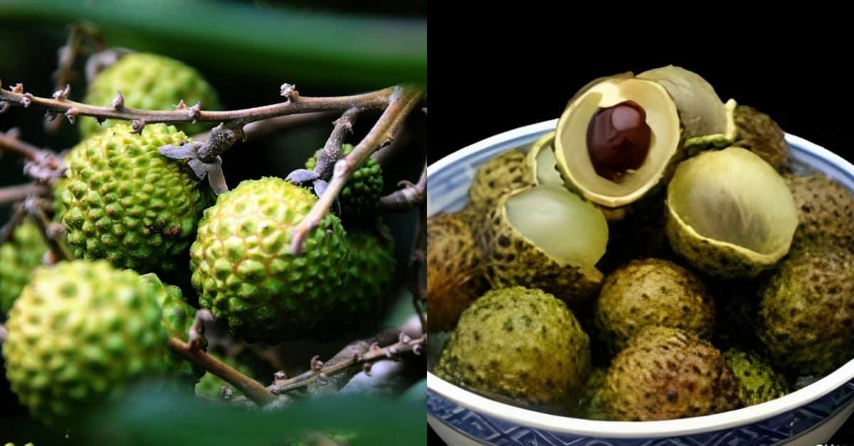 Persis Longan, Kenali Buah Isau Buah Tropikal Asli Daripada Sarawak