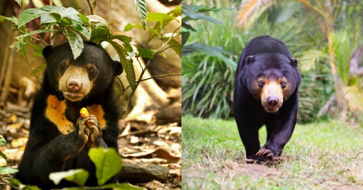 Hanya Di Borneo, Kenali 'Sun Bear' Si Beruang Madu Yang Diancam Kepupusan