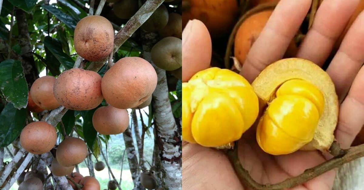 Kaya Dengan Nutrisi Dan Manfaat, Kenali Buah Tampoi Buah Hutan Pilihan ...