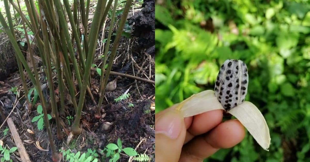 Persis Halia, Kenali Pokok Senggang Tumbuhan Lokal Hanya Terdapat Di ...