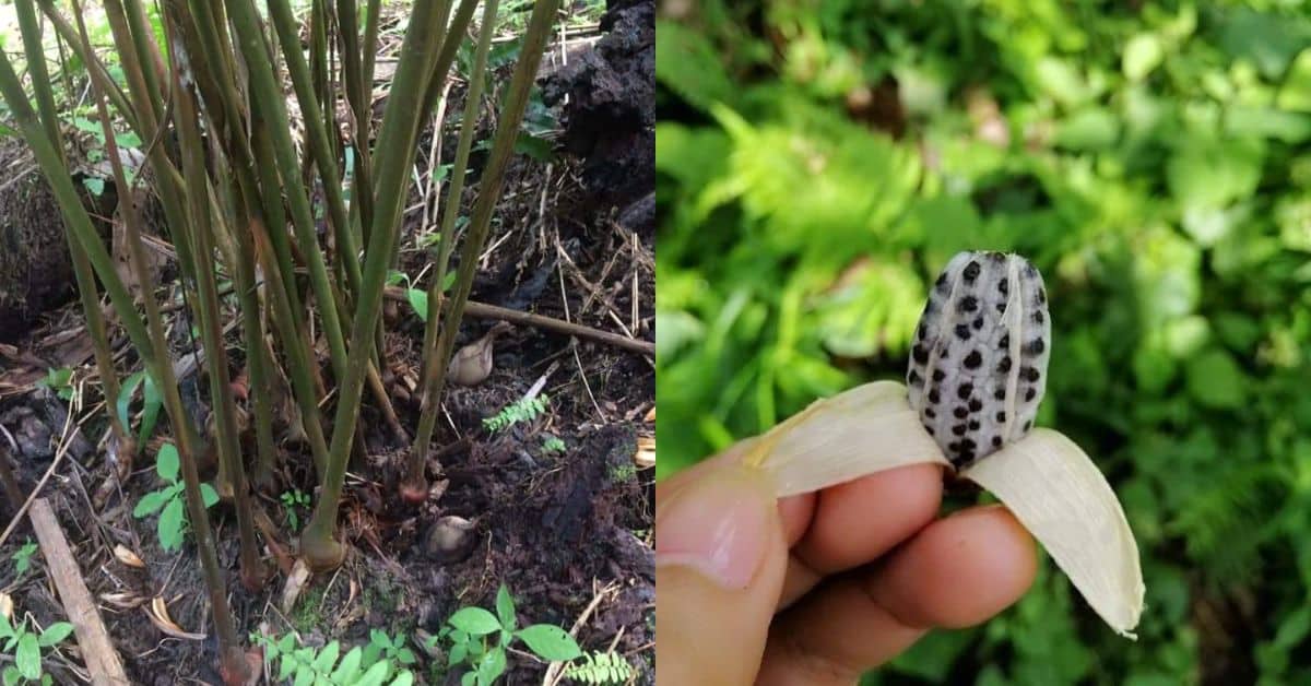 Persis Halia, Kenali Pokok Senggang Tumbuhan Lokal Hanya Terdapat Di ...