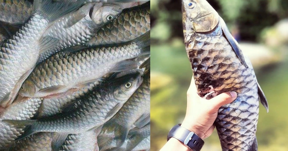 Kenali Ikan Semah, Ikan Rasmi Sarawak Dan Ikan Alternatif Kepada Ikan ...