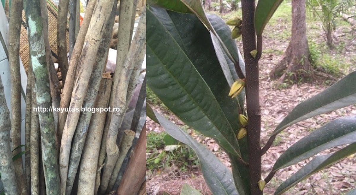Halau Binatang Buas Dan Makhluk Halus, Ini Keistimewaan Kayu Tas Yang ...