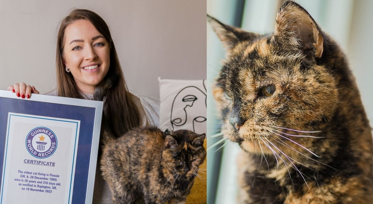 Kenali Flossie, Kucing 26 Tahun Ini Diiktiraf Tertua Di Dunia Oleh ...