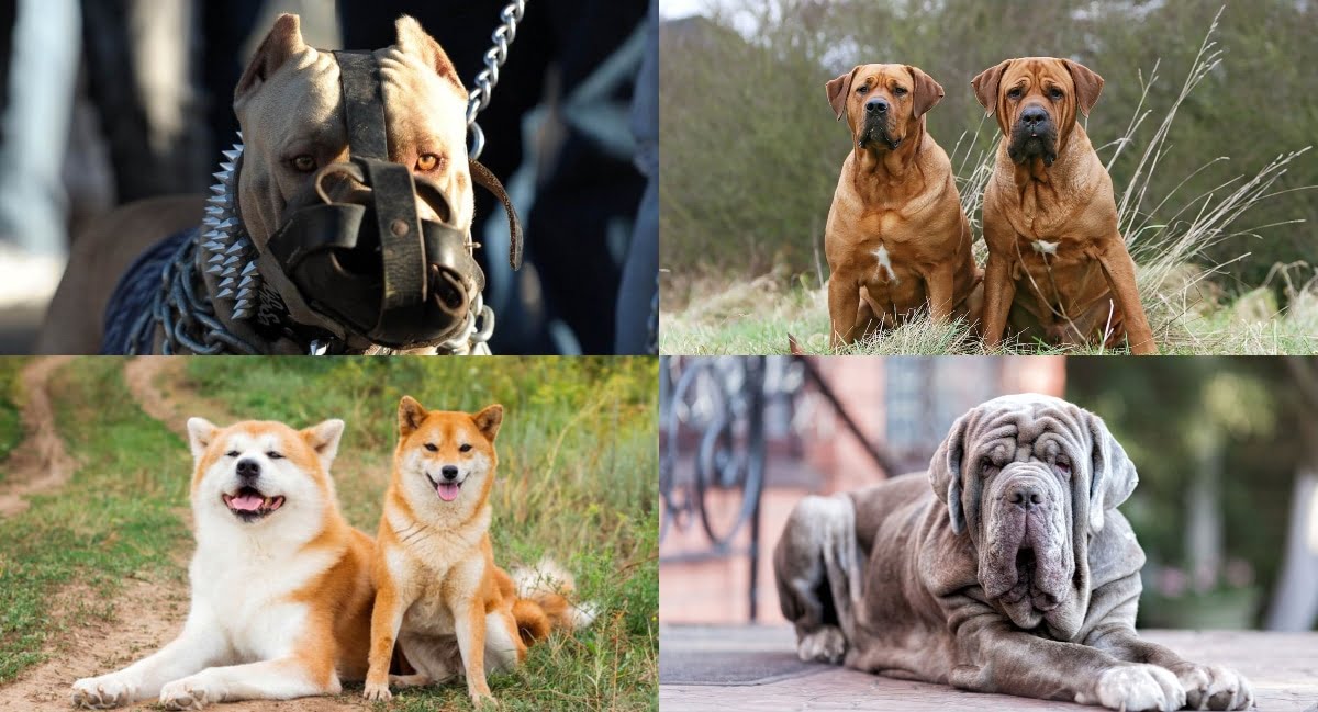 Anjing Pitbull Vs Bulldog