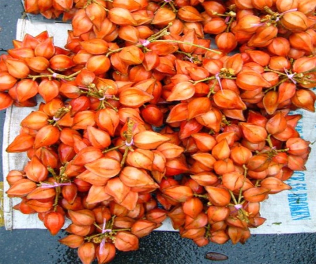 Rasa Isinya Seperti Manggis, Kenali Buah Ucong Buah Eksotik Di Borneo