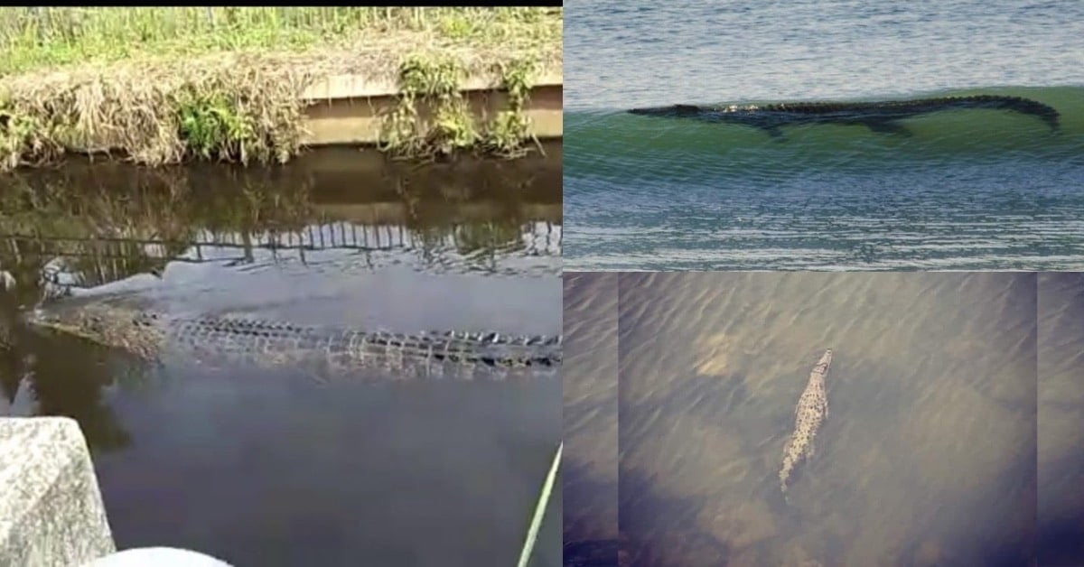 Semakin Agresif, Ketahui Alasan Disebalik Serangan Buaya Di Sarawak Dan ...