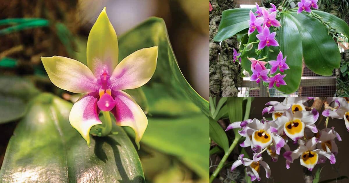 Pernah Dikenali Sebagai Orkid Lundu, Kenali Bunga Rasmi Sarawak Orkid ...