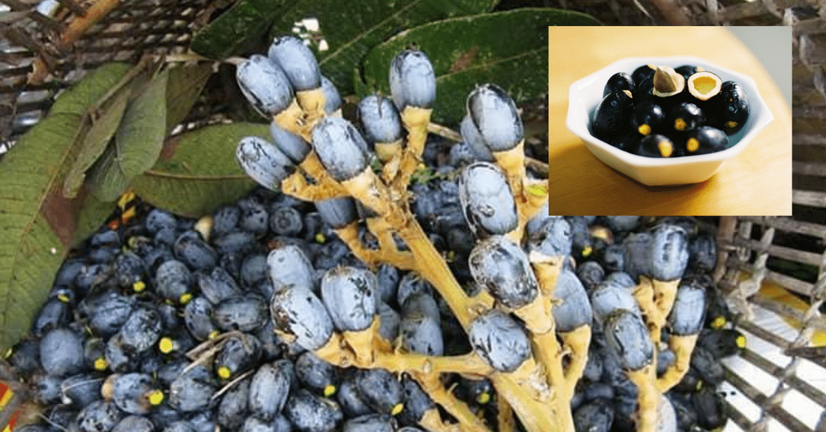 Endemik Di Borneo, Ini 8 Khasiat Besar Pokok Dabai Berdasarkan Bukti ...