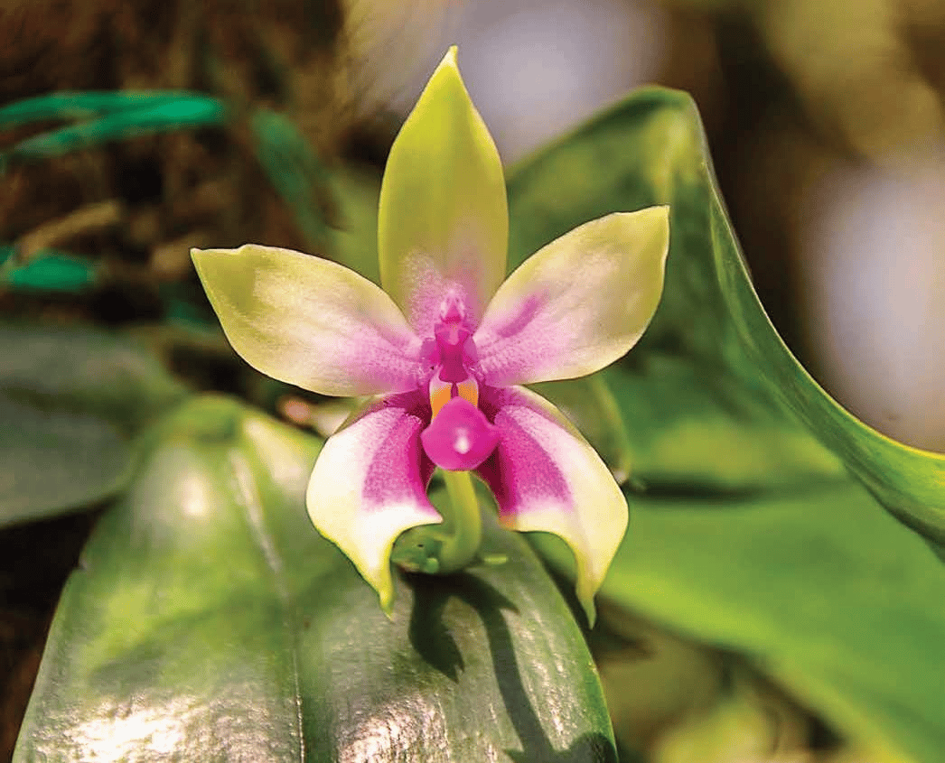 Pernah Dikenali Sebagai Orkid Lundu, Kenali Bunga Rasmi Sarawak Orkid ...