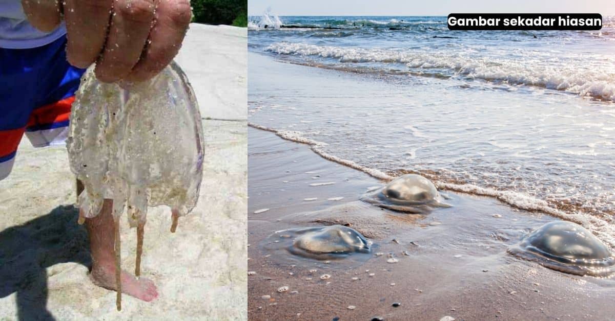 Obor-Obor Dikesan Di Dua Pantai Utama KK, DBKK Keluar Amaran Larangan ...