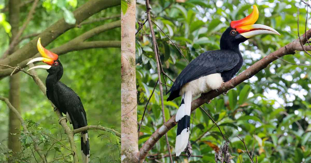 Ramai Keliru Kenali Rhinoceros Hornbill Atau Enggang Badak Yang