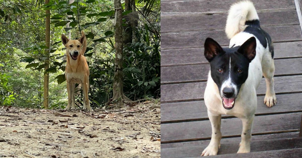 Antara Anjing Paling 'Rare' Di Dunia, Kenali Anjing 'Telomian' Yang ...